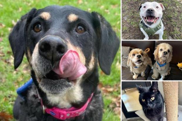 5 pets from RSPCA Brighton who are on the lookout for loving new homes