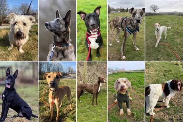 Ten delightful dogs from Animal Rescue Cumbria waiting for forever homes