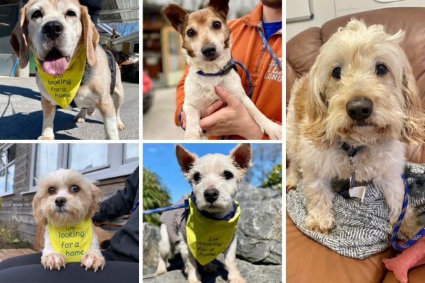 Five dogs looking for their forever home from Many Tears Rescue