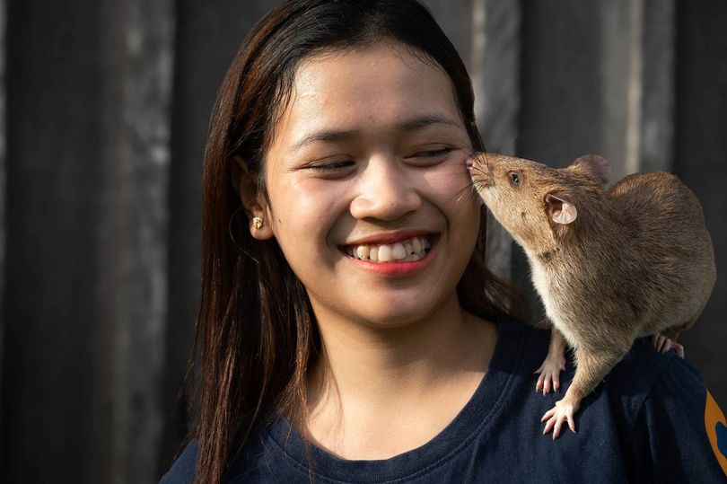 Giant rat breaks Guinness World record by sniffing out dangerous landmines