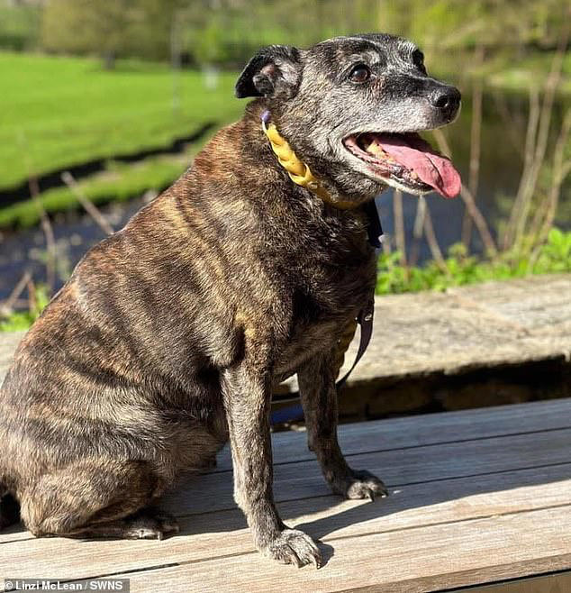 How old your dog REALLY is: Calculator reveals your pet's 'true age'