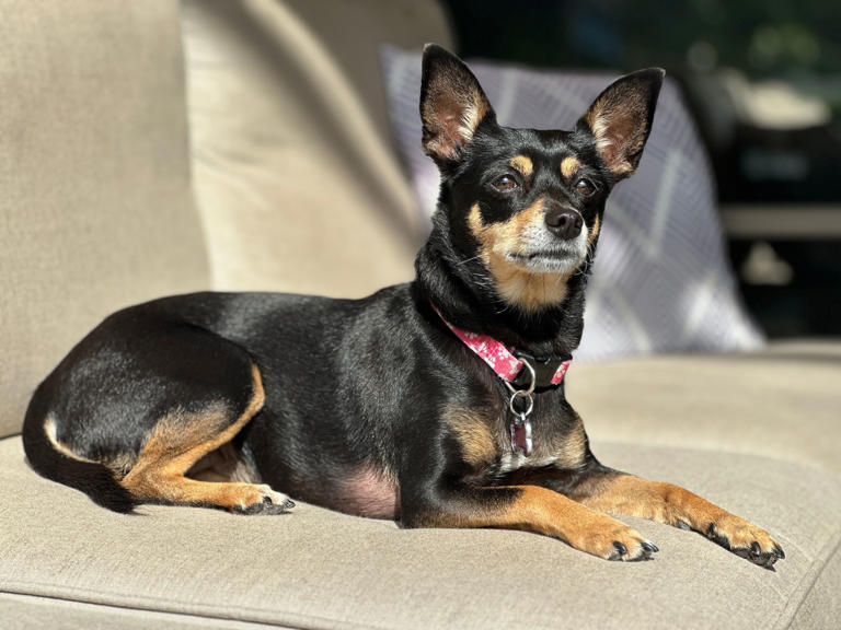 Tout savoir sur le chipin : un petit chien plein d'énergie