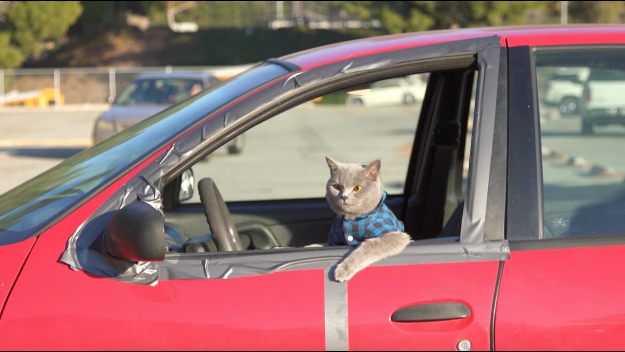 Sneaky cats secretly plan a huge party while their owner sleeps