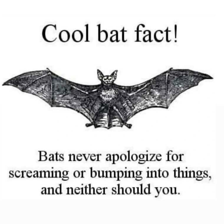 30 Funny Bat Memes And Photos Celebrating The Most Adorably Terrifying ...