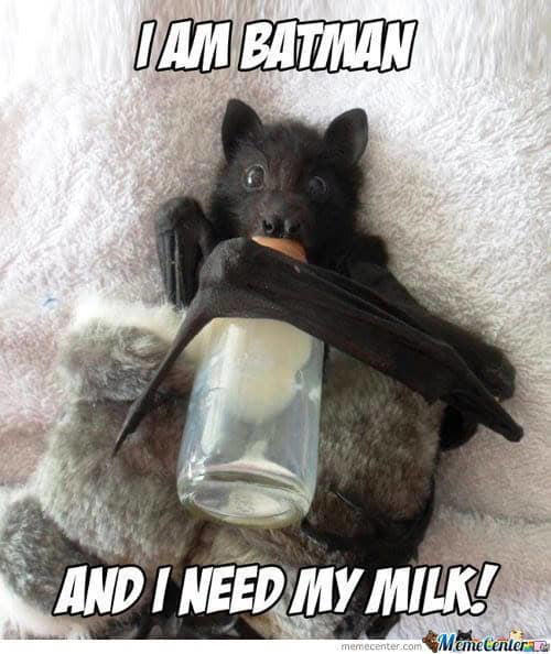 30 Funny Bat Memes And Photos Celebrating The Most Adorably Terrifying ...