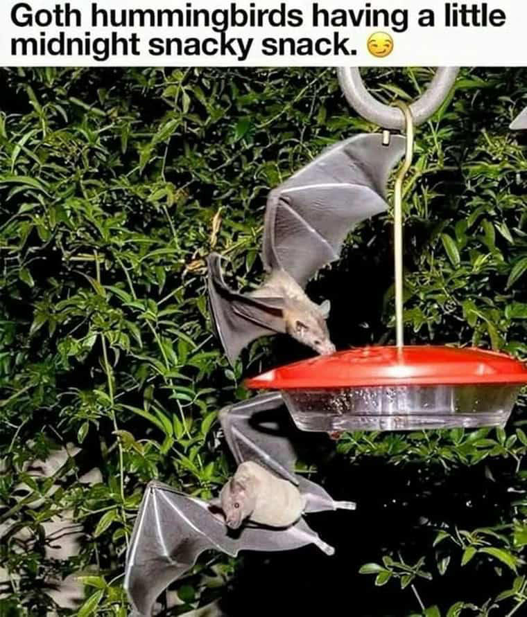 30 Funny Bat Memes And Photos Celebrating The Most Adorably Terrifying ...