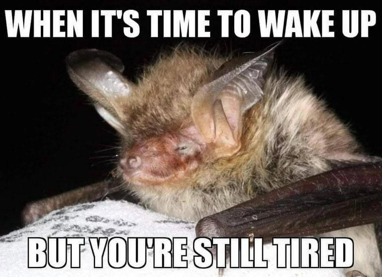 30 Funny Bat Memes And Photos Celebrating The Most Adorably Terrifying ...