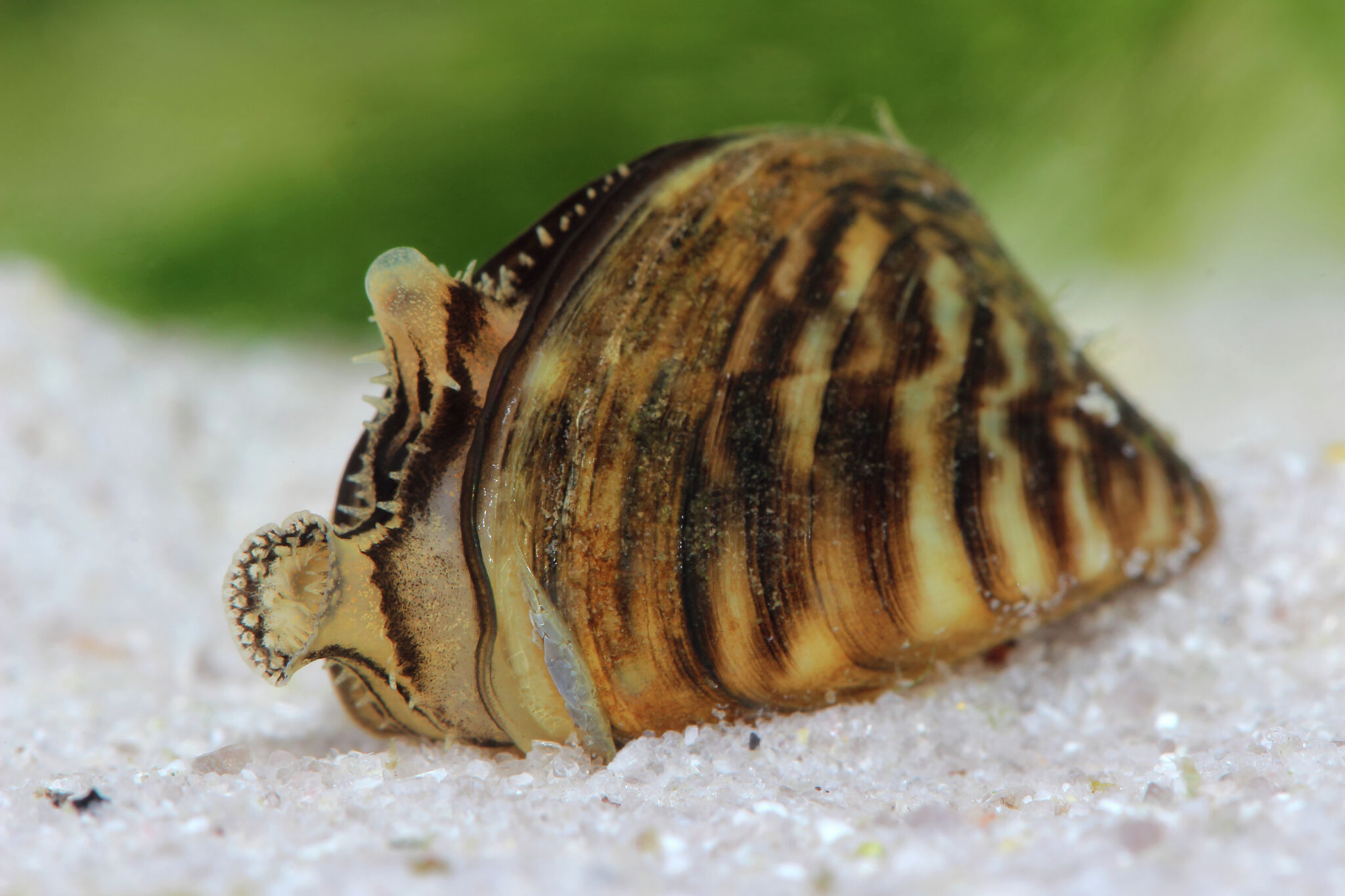 Bothersome zebra mussel discovered at 38th Texas lake