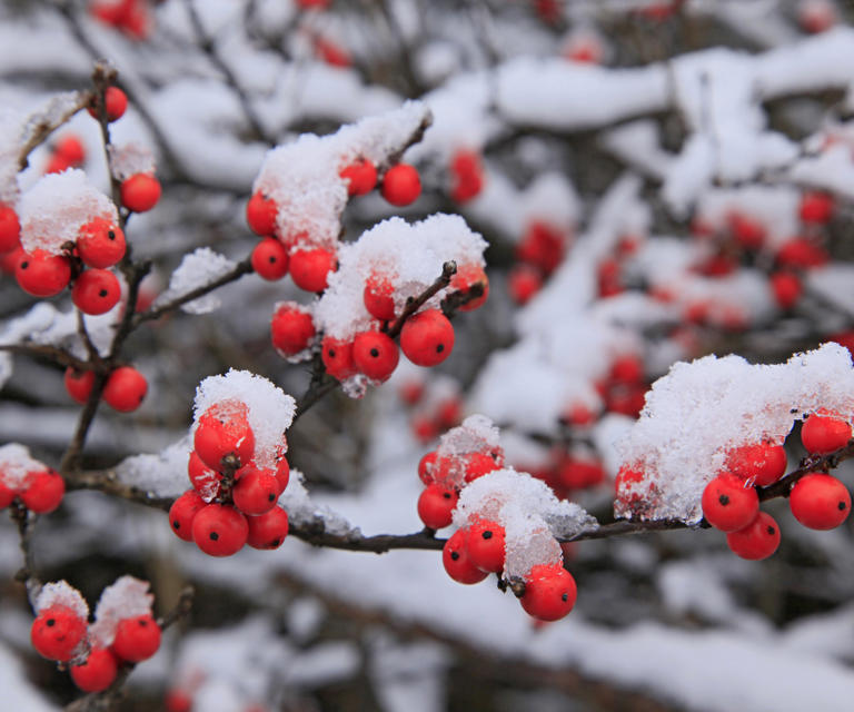 5 native plants to feed birds in winter - see our expert recommendations
