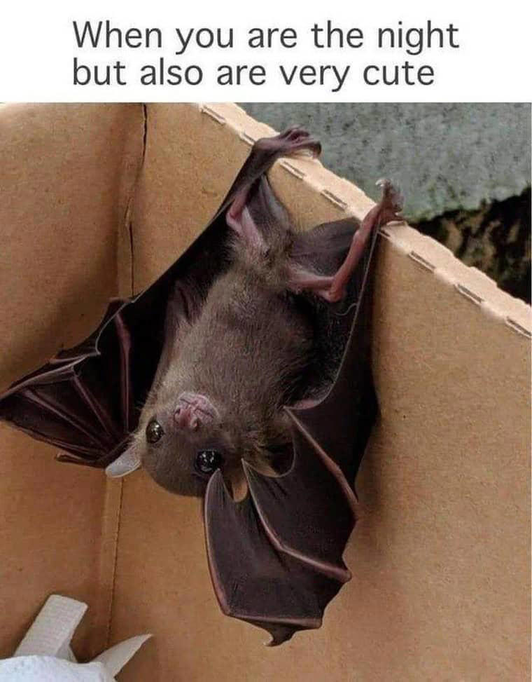 30 Funny Bat Memes And Photos Celebrating The Most Adorably Terrifying Creatures Of The Night