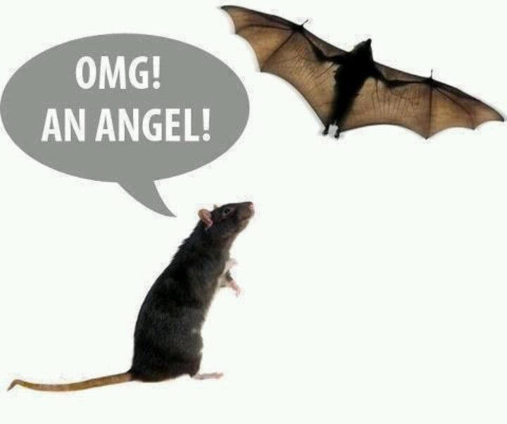 30 Funny Bat Memes And Photos Celebrating The Most Adorably Terrifying ...