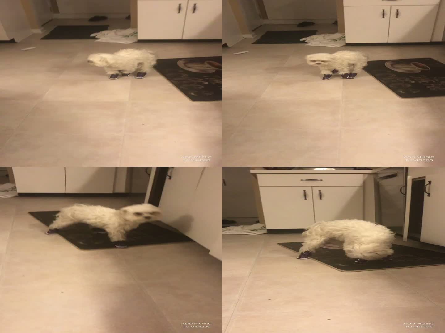 New Boots, No Balance: Watch This Pup’s Funny Fail