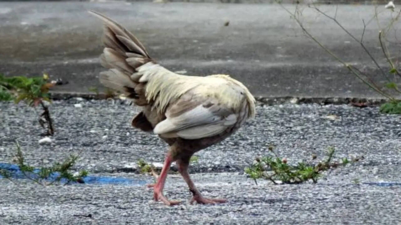 Lived 18 Months WITHOUT A HEAD: Meet Headless Chicken 'Mike' – A Story ...