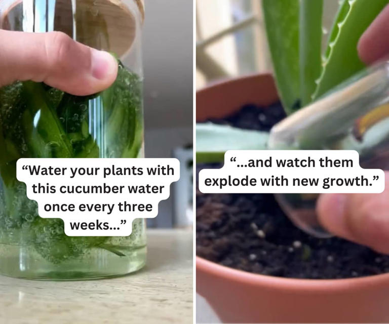 Life Hack Expert Reveals a Secret Trick to Use Cucumber Peels To Revive ...