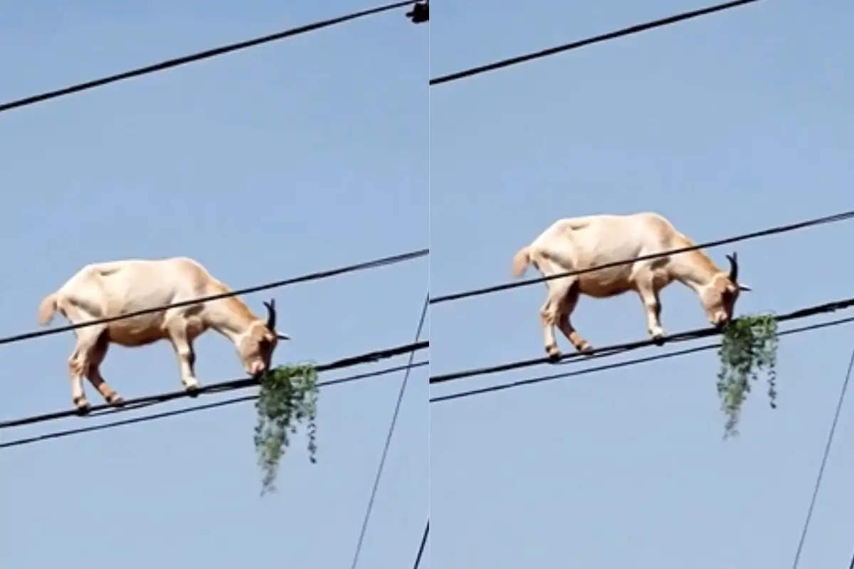 Viral Video: Goat Climbs on Electric Wires to Graze Grass – Internet ...