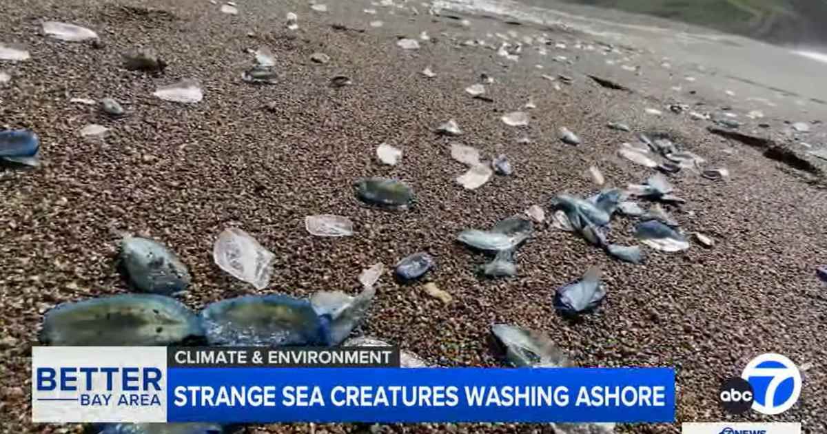 Beachgoers Stunned To Find Thousands of Translucent Blue Creatures ...