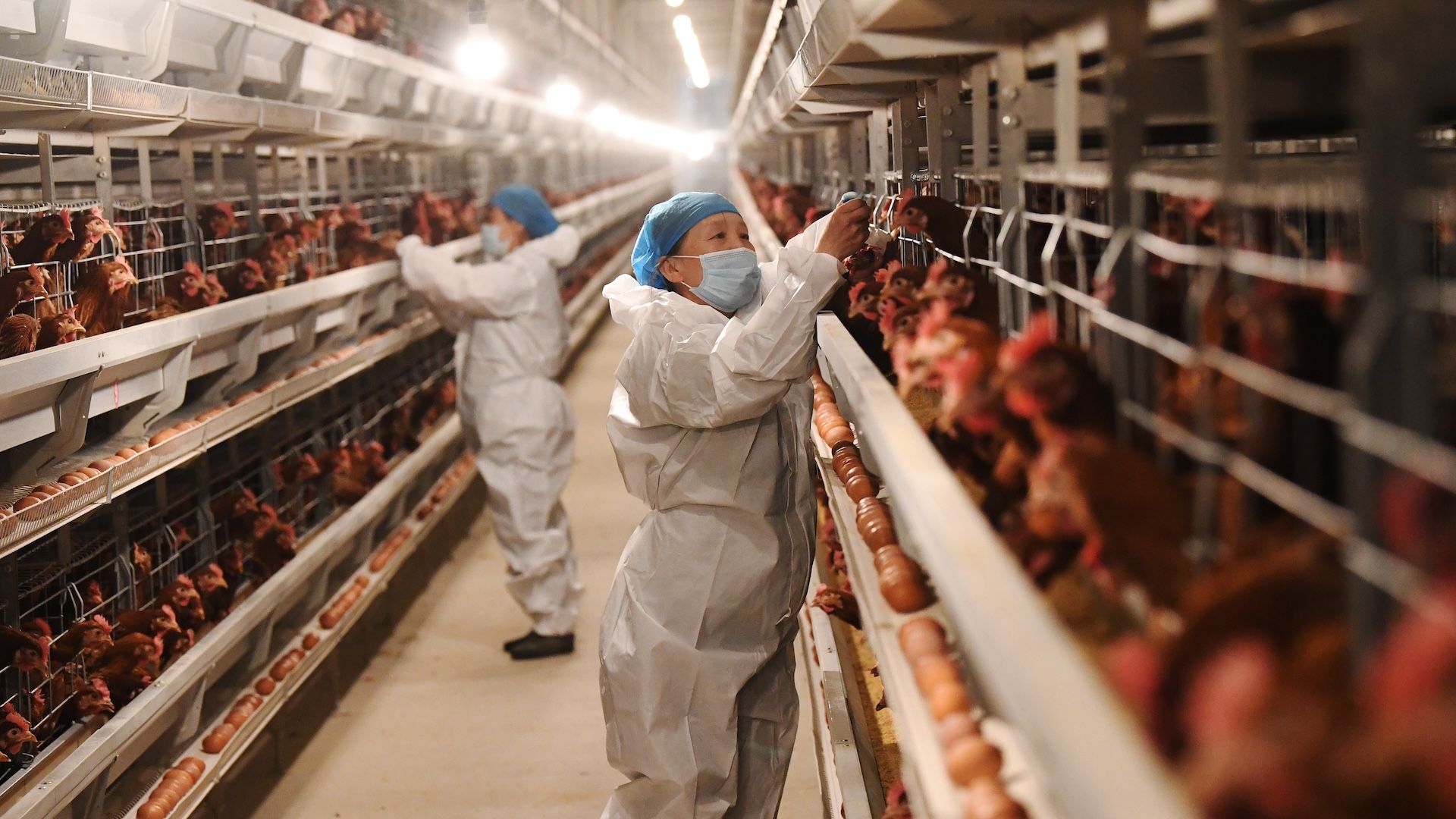 Bird flu could soon evolve to spread between humans. Here's how to slow ...