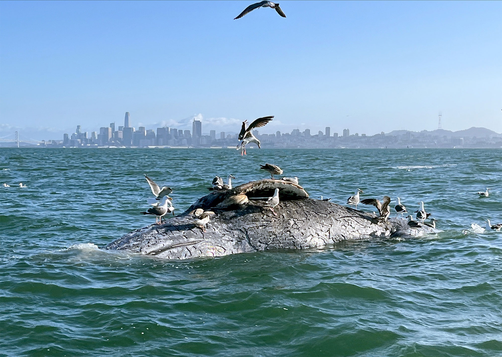 More dead gray whales turn up in the Bay as scientists work to learn ...