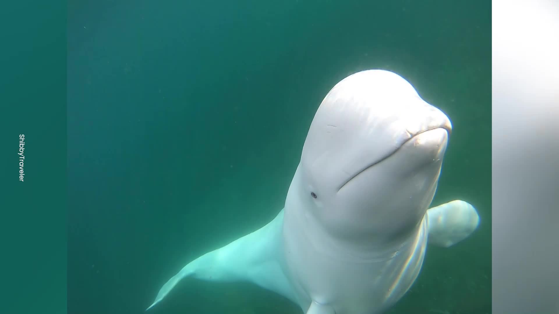 Say Cheese! These Animals Nailed the Perfect Selfie