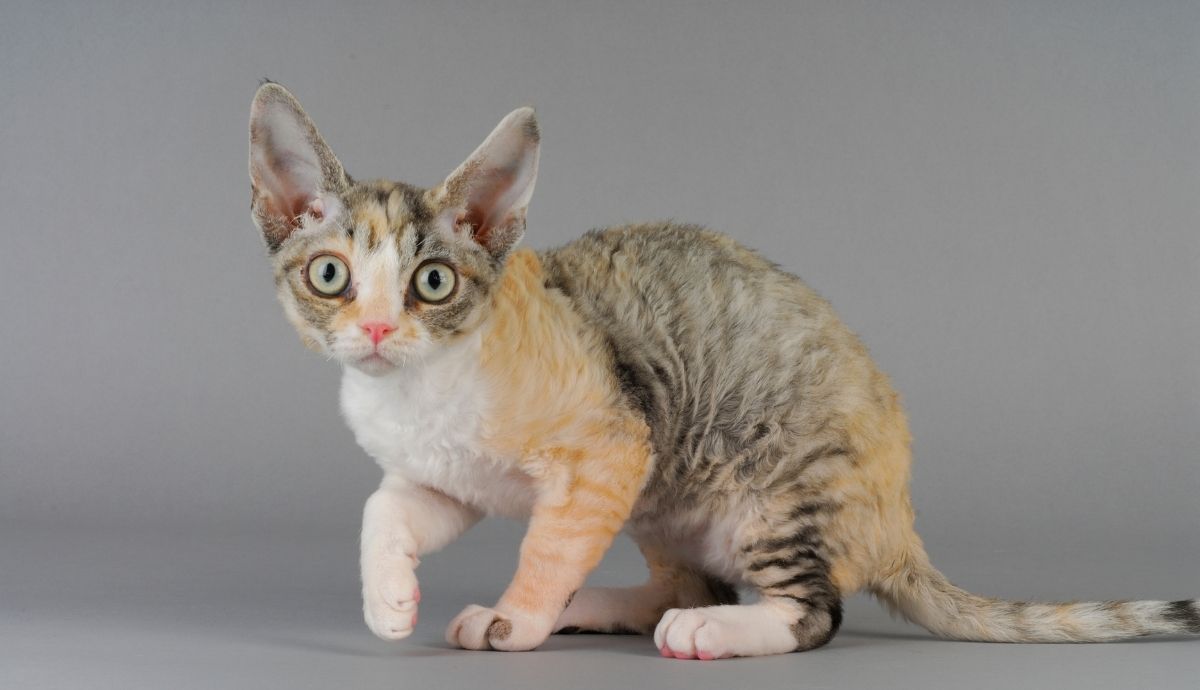 Curly-Haired Cats: Breeds and Care Tips