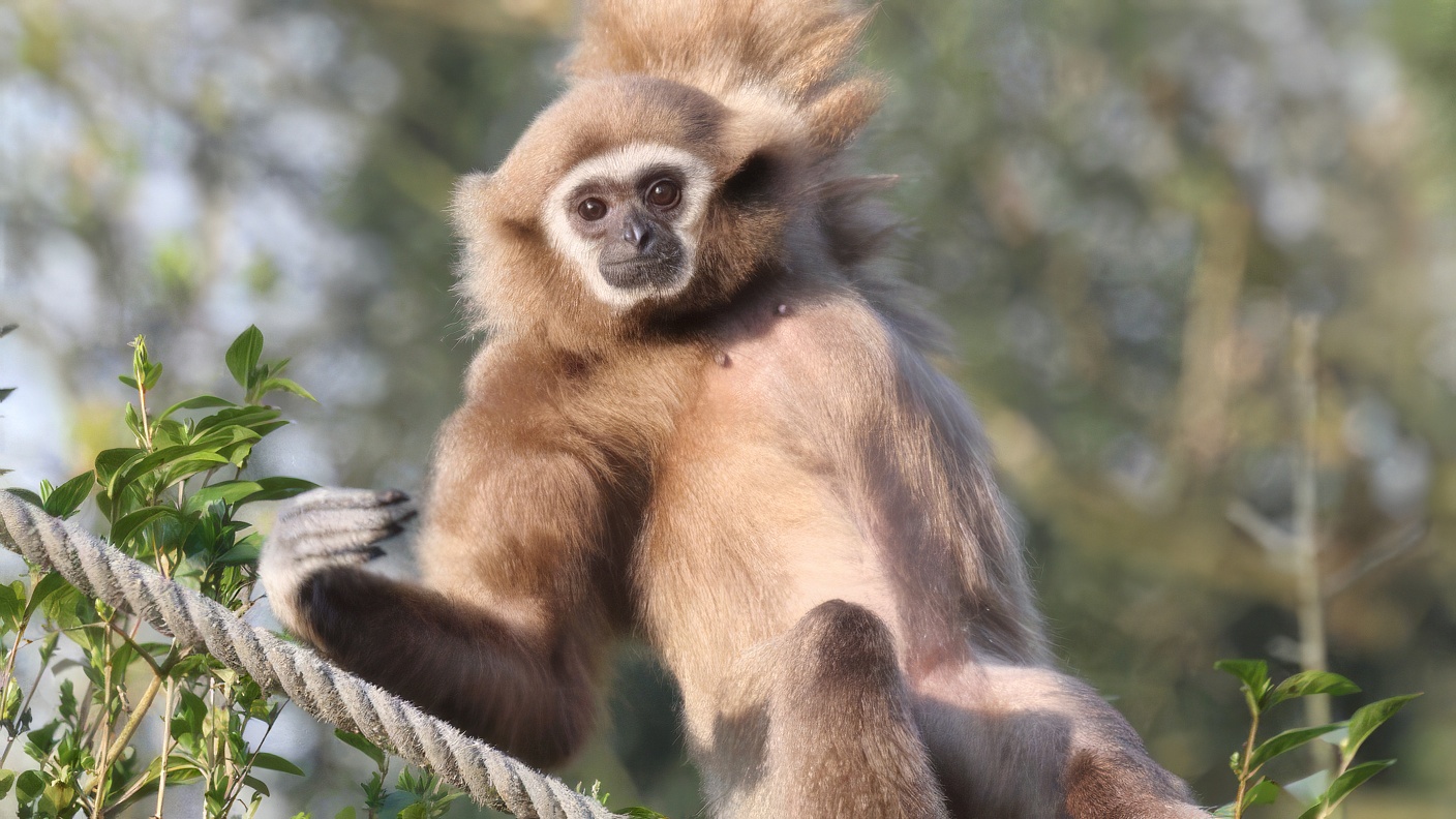 Le mystère d’une femelle singe enceinte sans contact avec un mâle a ...