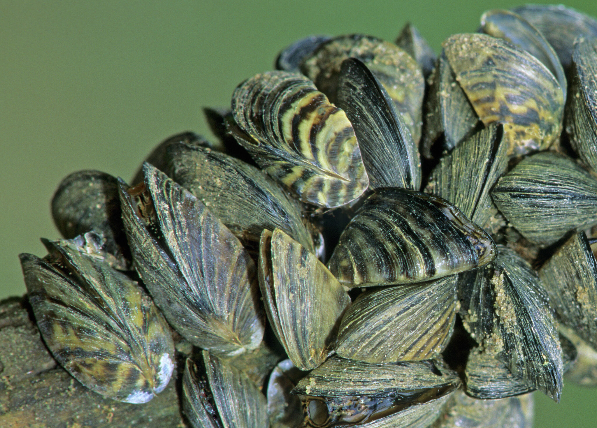 Invasive Zebra Mussels infest Lake Nasworthy near San Angelo