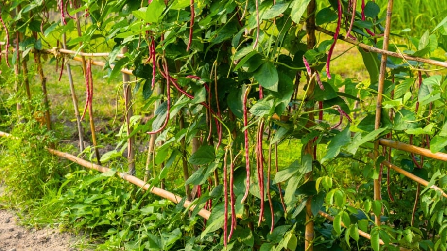 How to Plant, Grow, and Care for ‘Red Noodle’ Beans