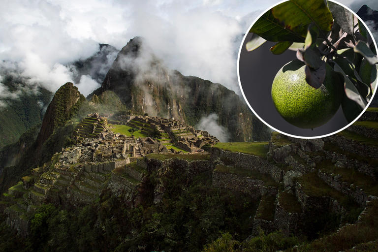 Forget sugar — ‘gold of the Incas’ fruit becoming popular as a sweetener
