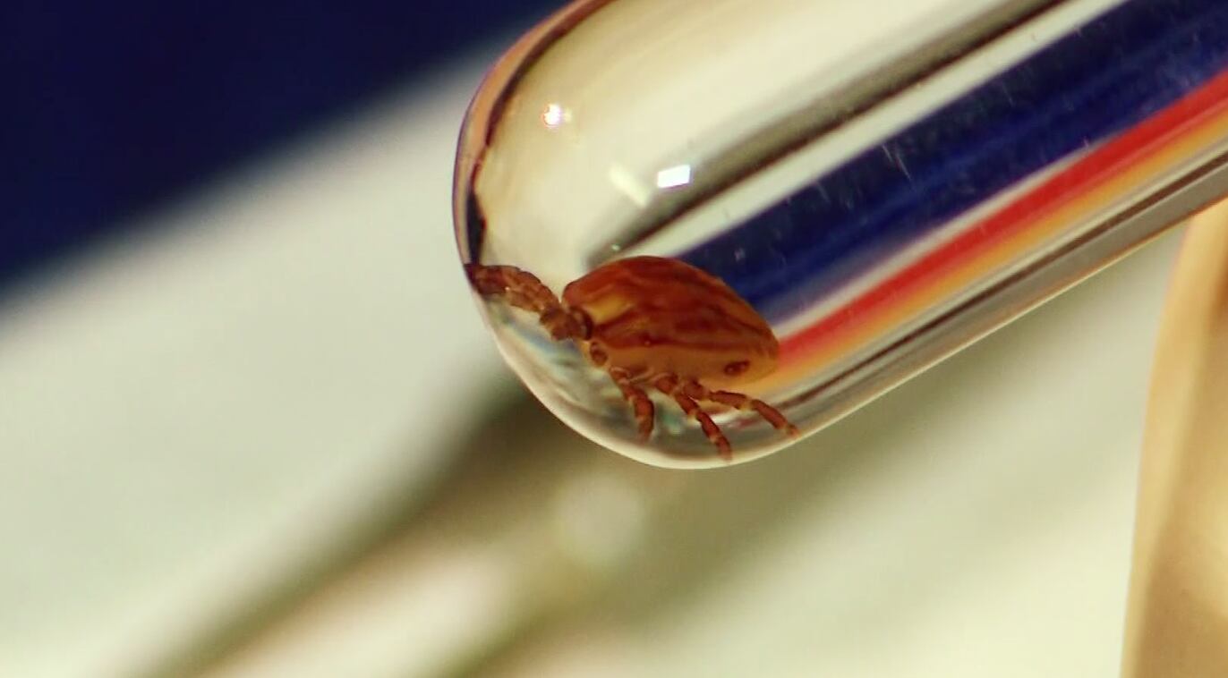 Missouri state representative aiming to raise awareness of tick-borne ...