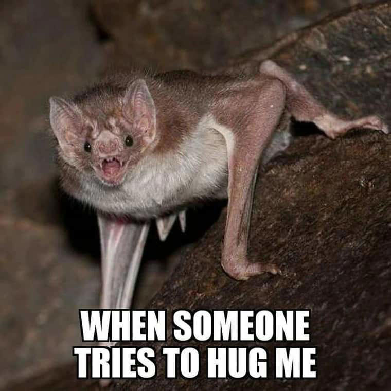 30 Funny Bat Memes And Photos Celebrating The Most Adorably Terrifying ...