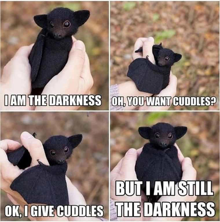 30 Funny Bat Memes And Photos Celebrating The Most Adorably Terrifying ...