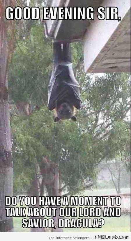 30 Funny Bat Memes And Photos Celebrating The Most Adorably Terrifying ...