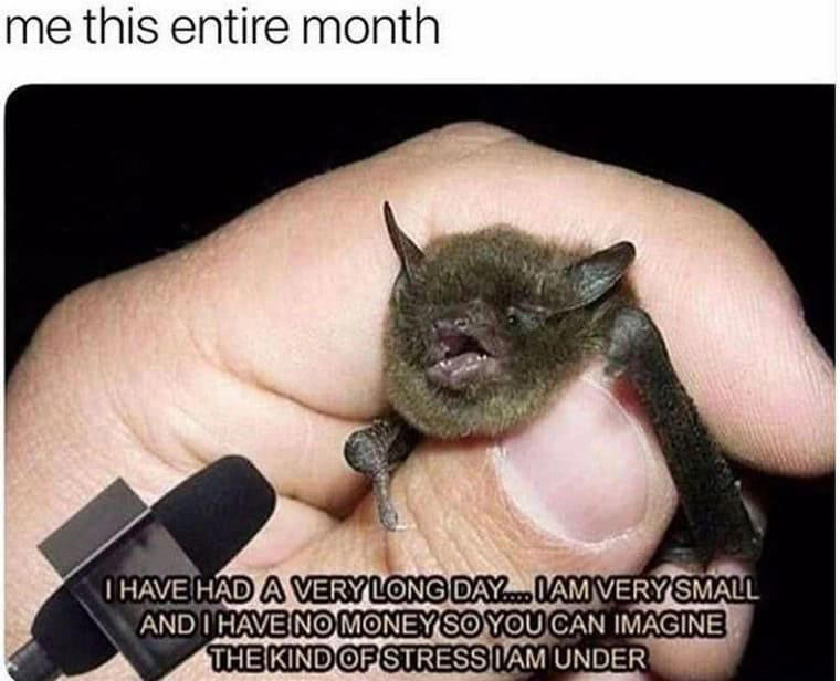 30 Funny Bat Memes And Photos Celebrating The Most Adorably Terrifying Creatures Of The Night