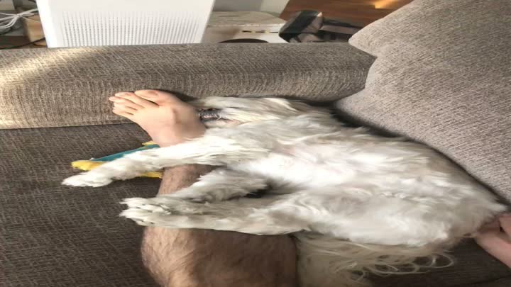 Adorable Dog Sleepily Hugs Human's Foot with Silly Expression