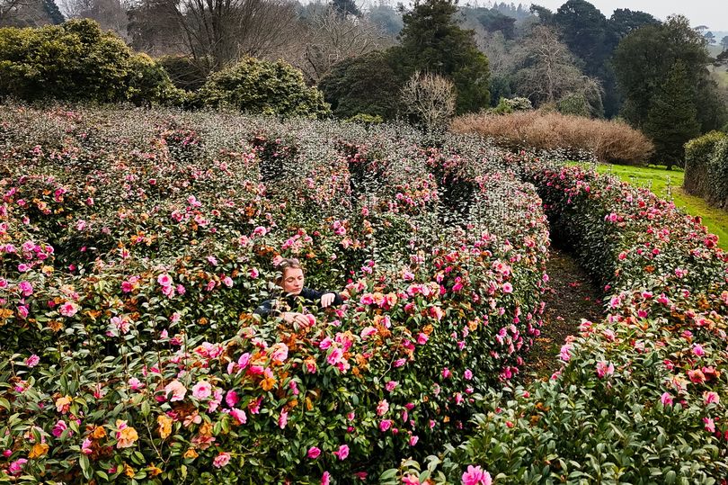 Cornwall's a-mazing maze is opening for two days only
