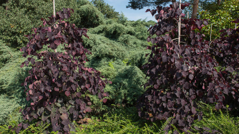 The 27 Best Trees To Plant For Privacy If You Have A Smaller Backyard