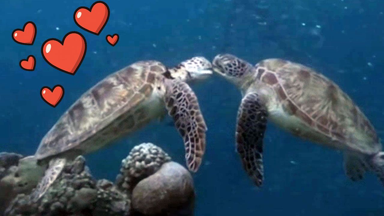 Romance in the ocean: Sea turtles share underwater kiss
