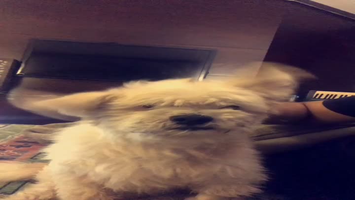 Adorable Pooch's Ears Playfully Flop with Human Assistance