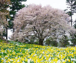 What's Open on Easter: Best Things To Do on Easter Sunday in NYC