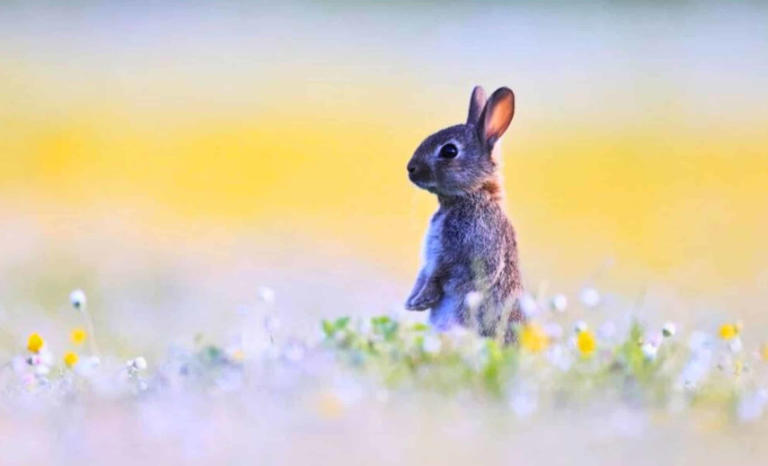 These Are the Animals Humans Fear Most– And It’s Not Just the Dangerous ...