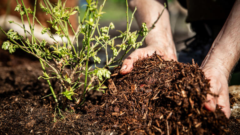 The Best Time Of Year To Start Mulching Your Plants