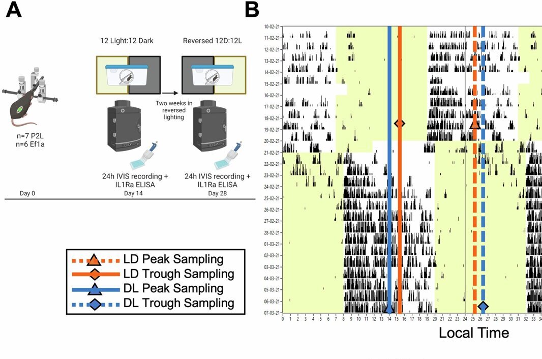 Study uses body's clock to deliver medication precisely when needed