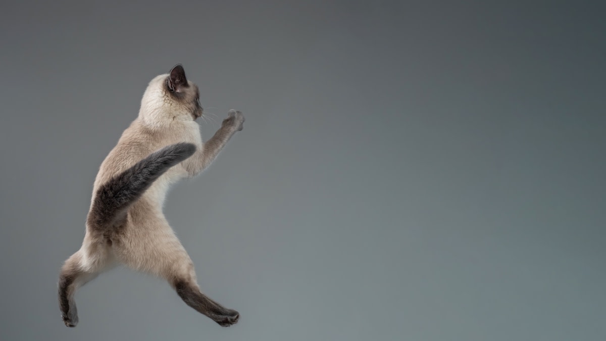 Nosy Siamese Turns Into Meerkat To Spy on the Neighbors