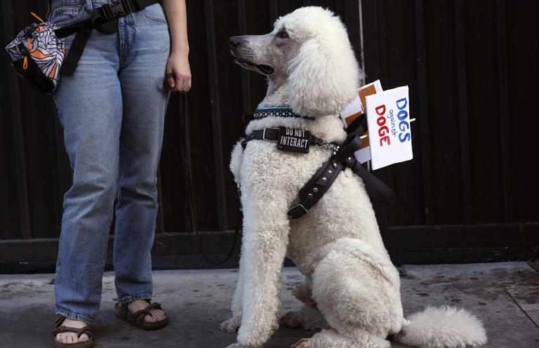 How 'Hands Off!' Protest Signs Mocked Donald Trump, Elon Musk Penguins ...
