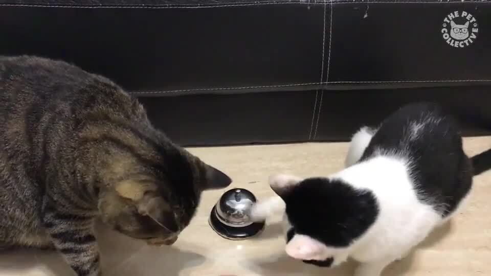 Cats Ring Bell for Food