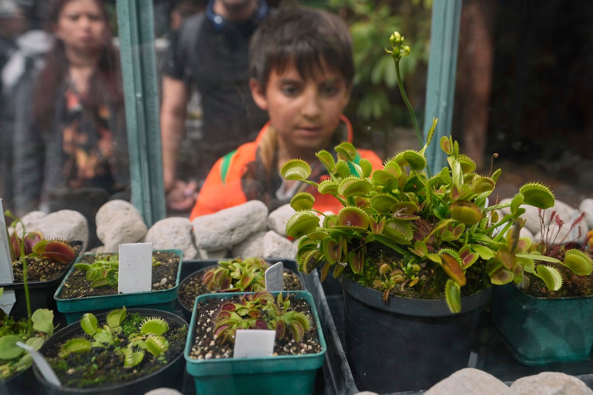 AP PHOTOS: Hundreds of carnivorous plants on display lure in visitors ...