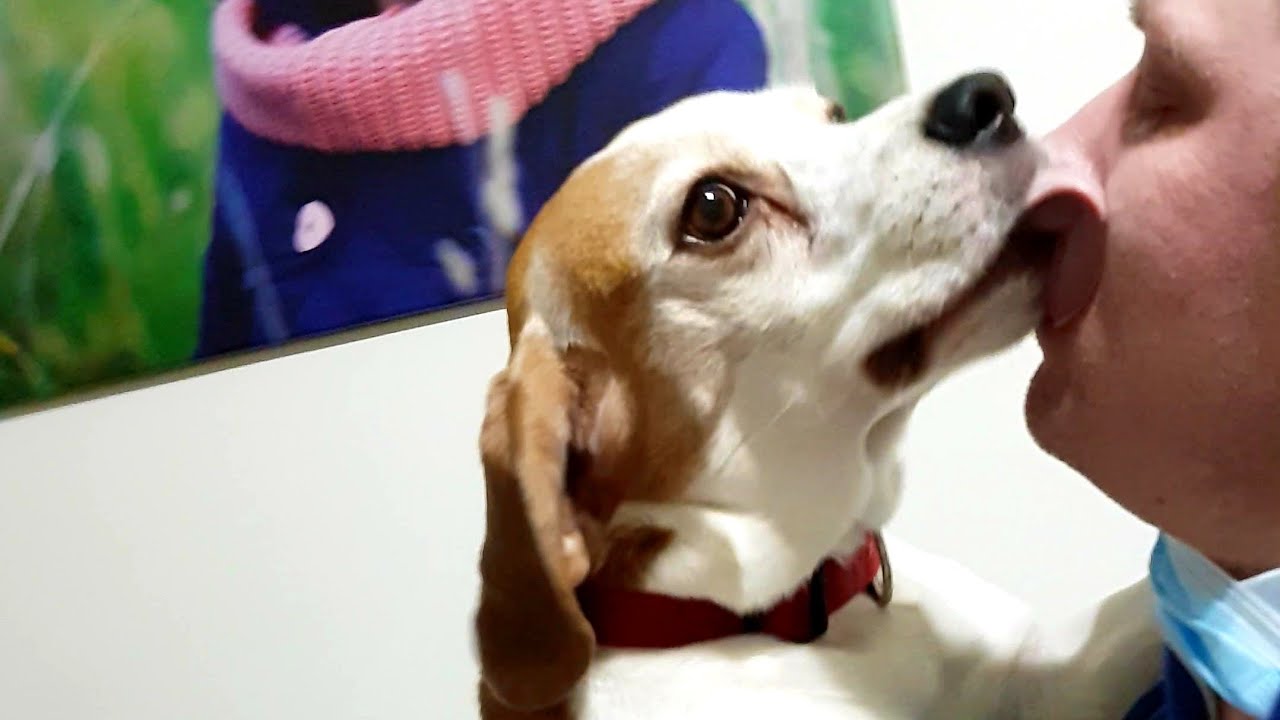 Happy beagle dog welcomes owner home from hospital