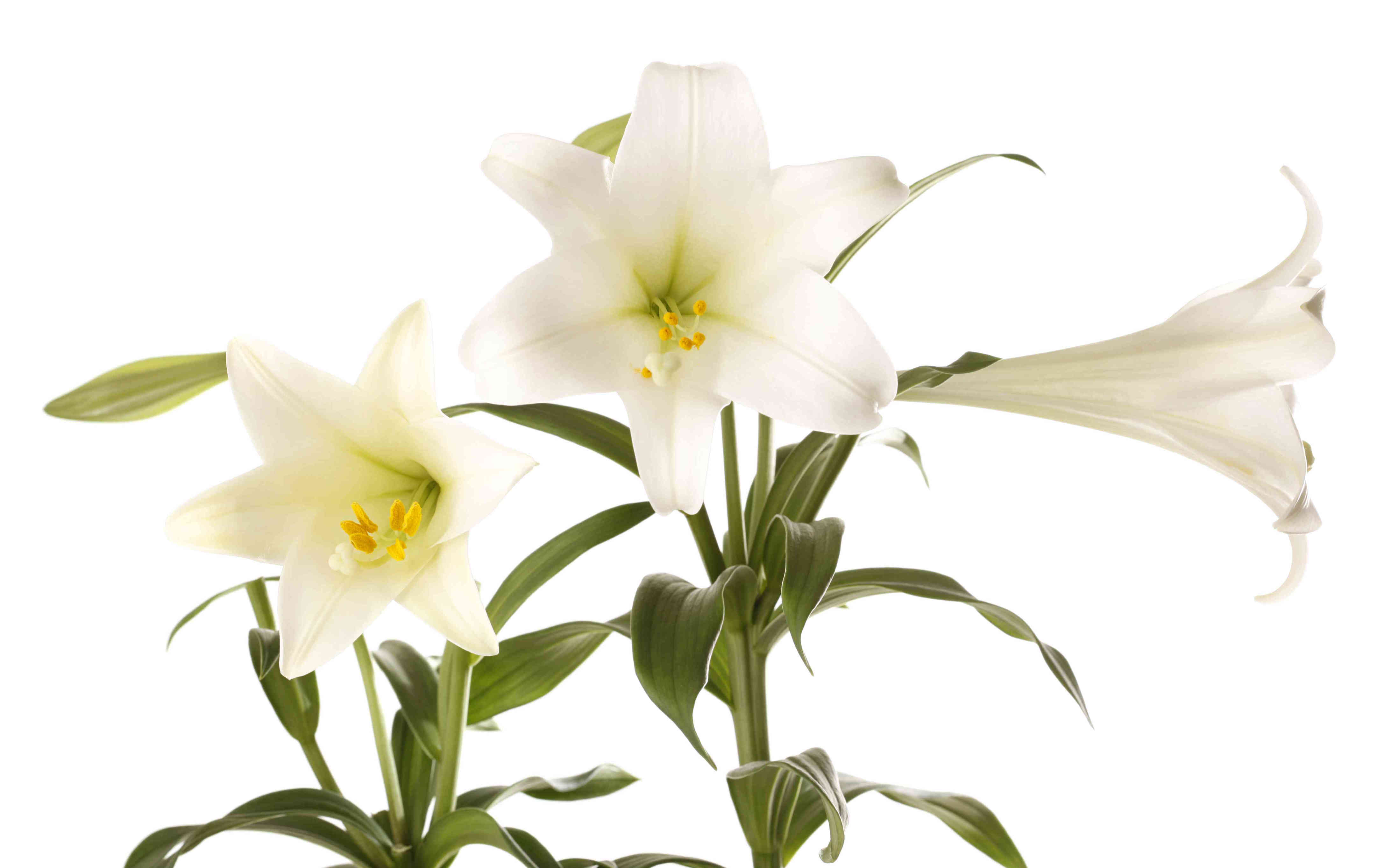 Easter Lily Care And Meaning: What You Need To Know