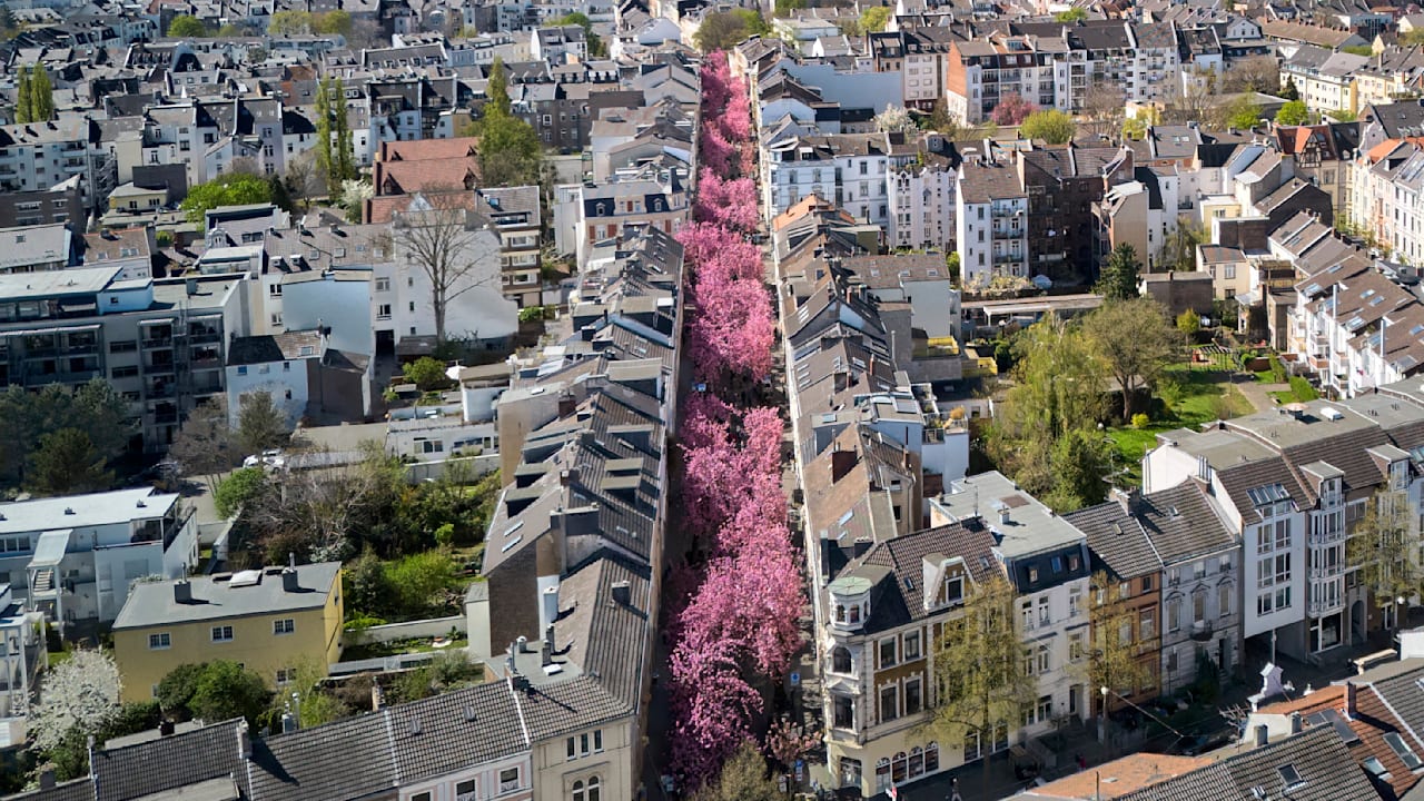 Für Kirschblüten muss niemand nach Japan - Die pinke Ader Deutschlands