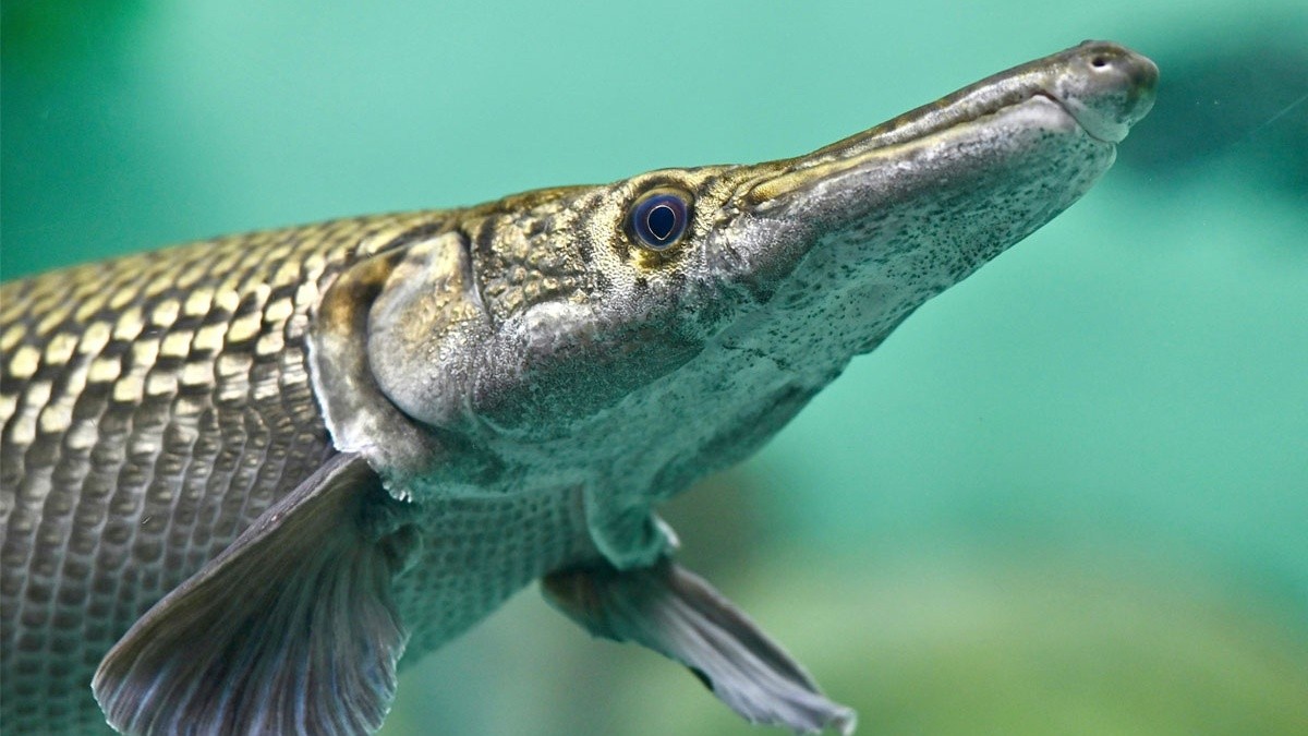 Fascinación por el pez caimán, un ser 'primitivo' de las aguas de Norteamérica